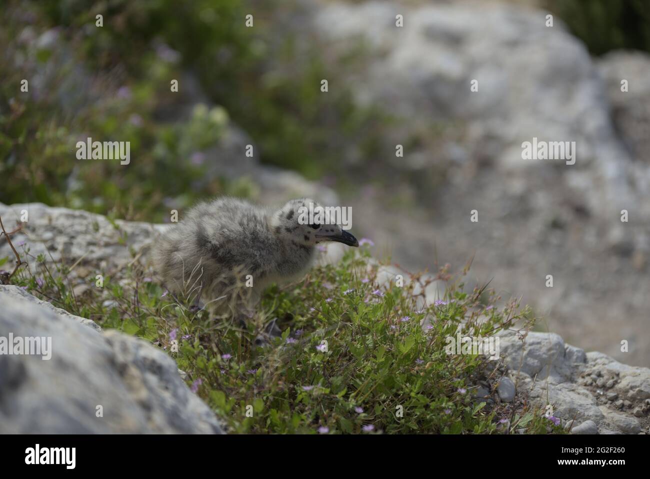 Baby Waterbird High Resolution Stock Photography and Images - Alamy