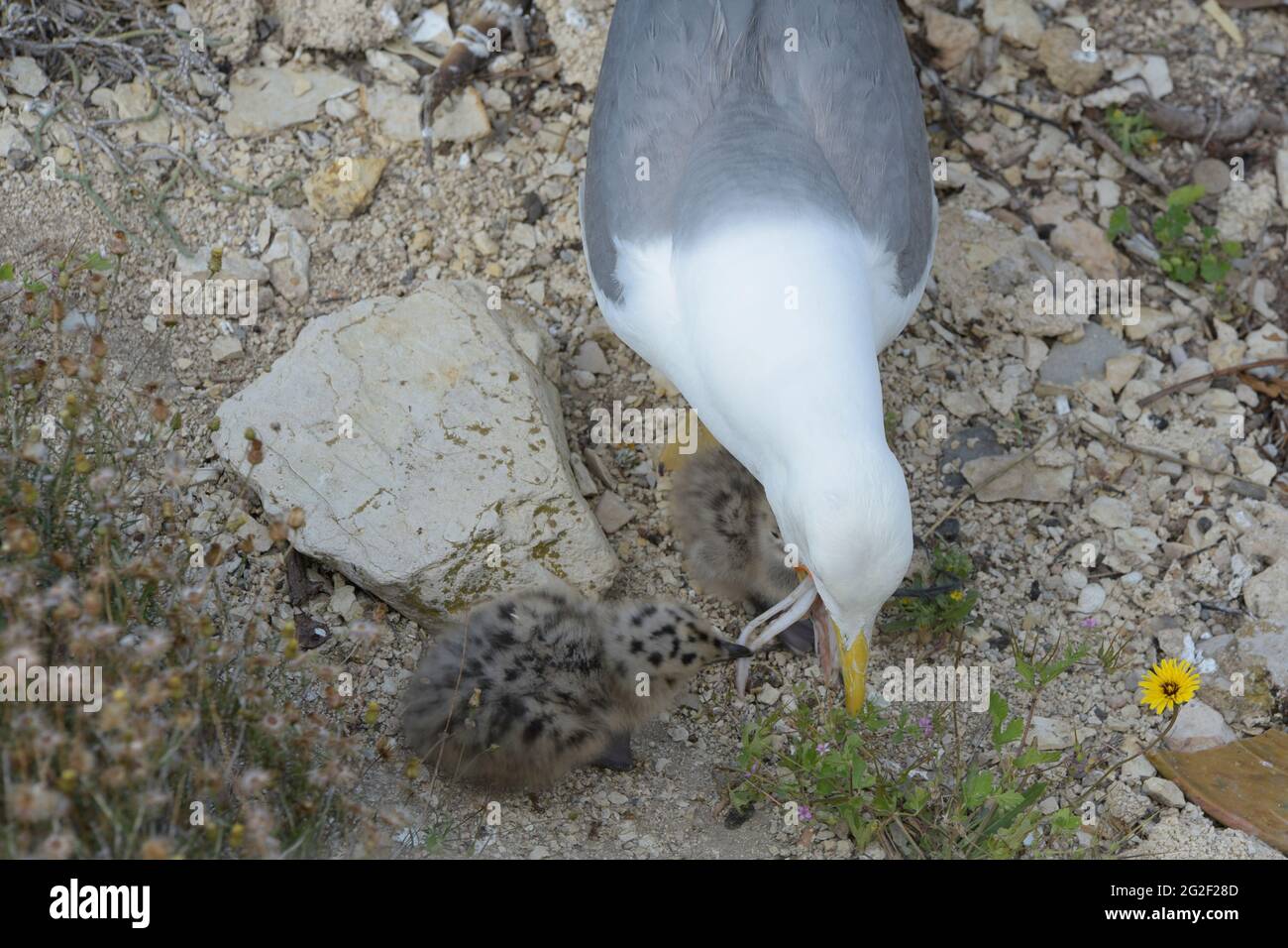 Mother of two gull hatchlings vomits a squid to feed her young Stock ...