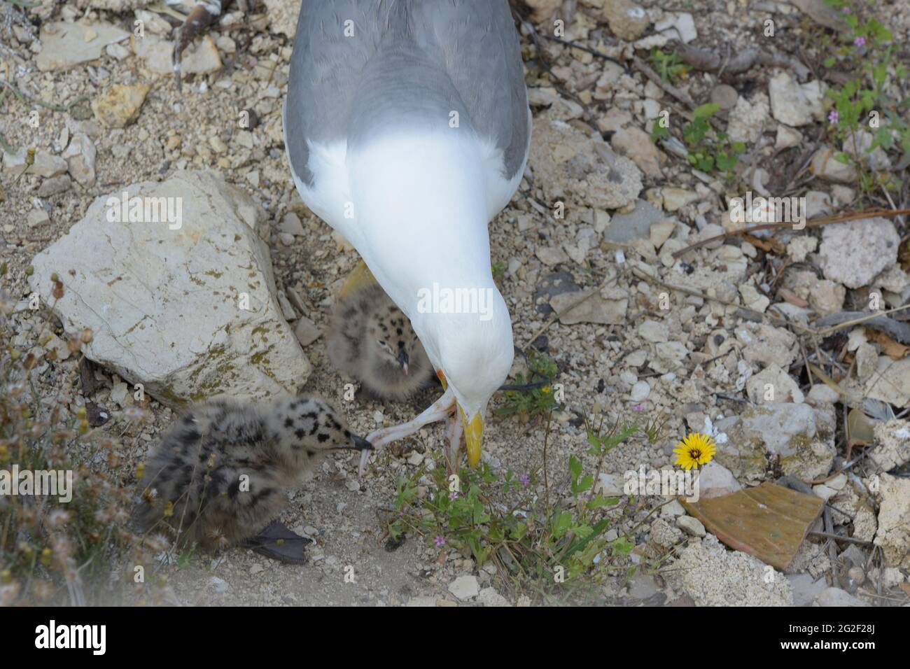Mother of two gull hatchlings vomits a squid to feed her young Stock ...