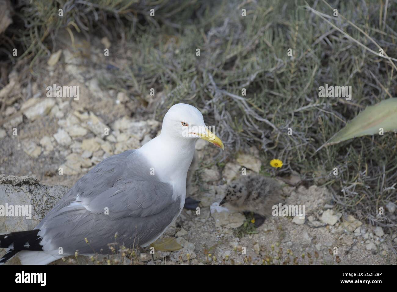Mother seagull hi-res stock photography and images - Alamy