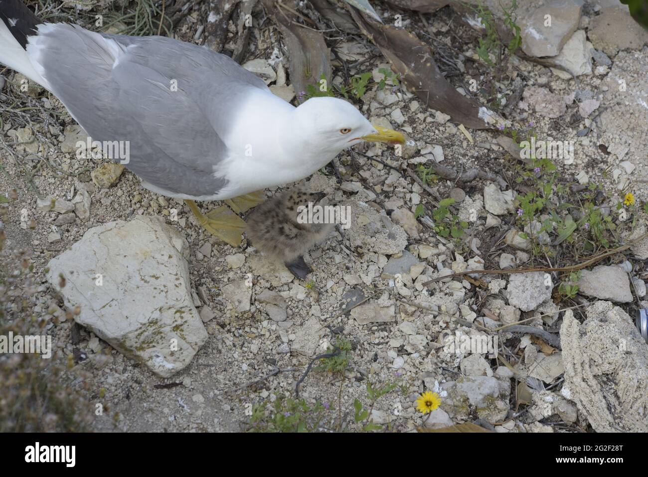 Seagull hatchling stimulates its mother to feed it Stock Photo - Alamy