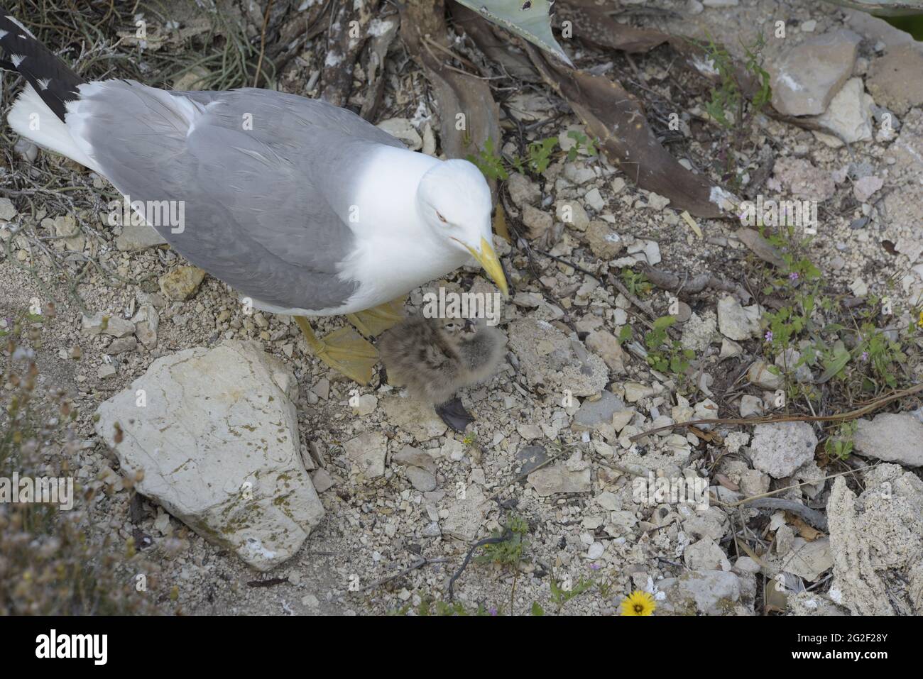 Seagull hatchling stimulates its mother to feed it Stock Photo - Alamy