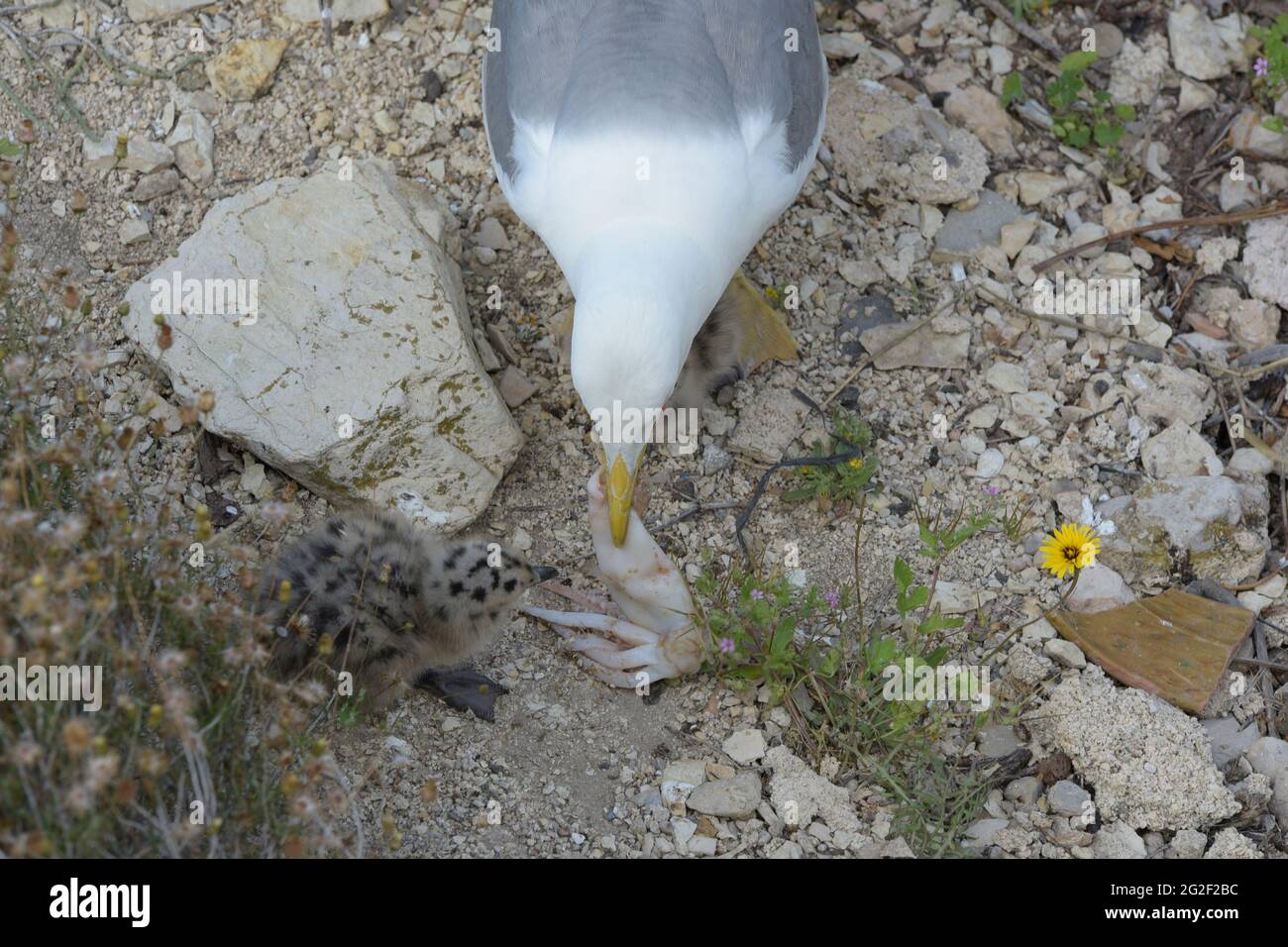 Mother of two small seagull hatchlings offers them a squid to feed on ...