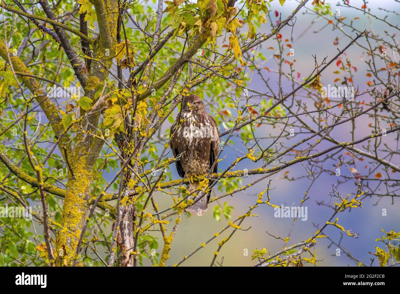 Big buzzard hi-res stock photography and images - Alamy