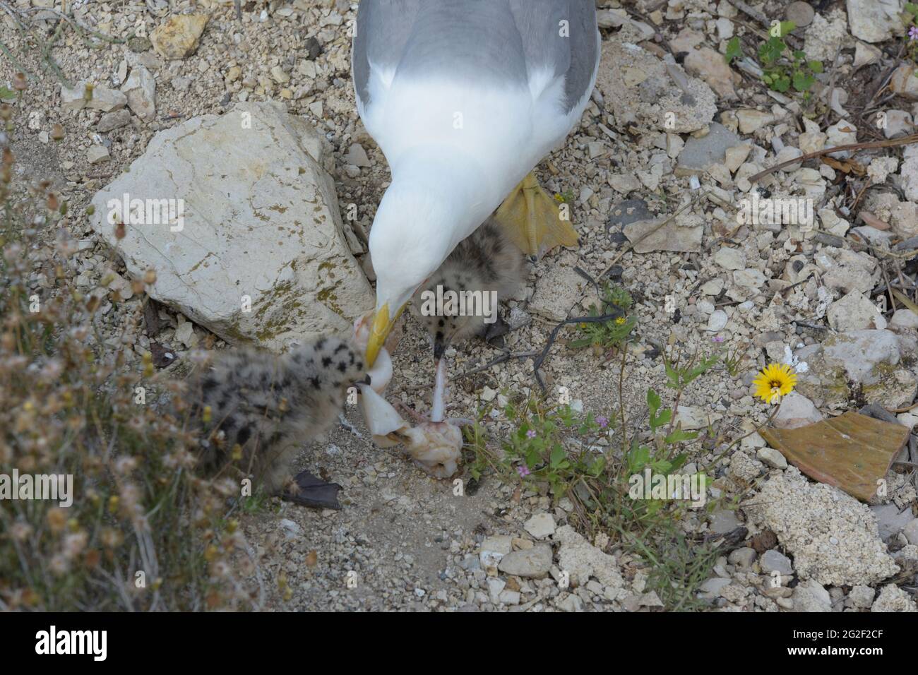 Mother of two small seagull hatchlings offers them a squid to feed on ...
