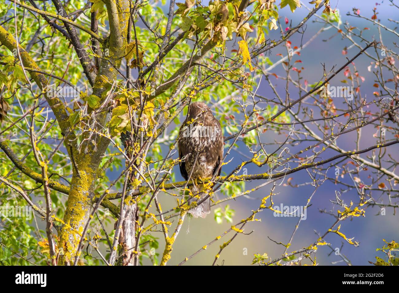 Big buzzard hi-res stock photography and images - Alamy