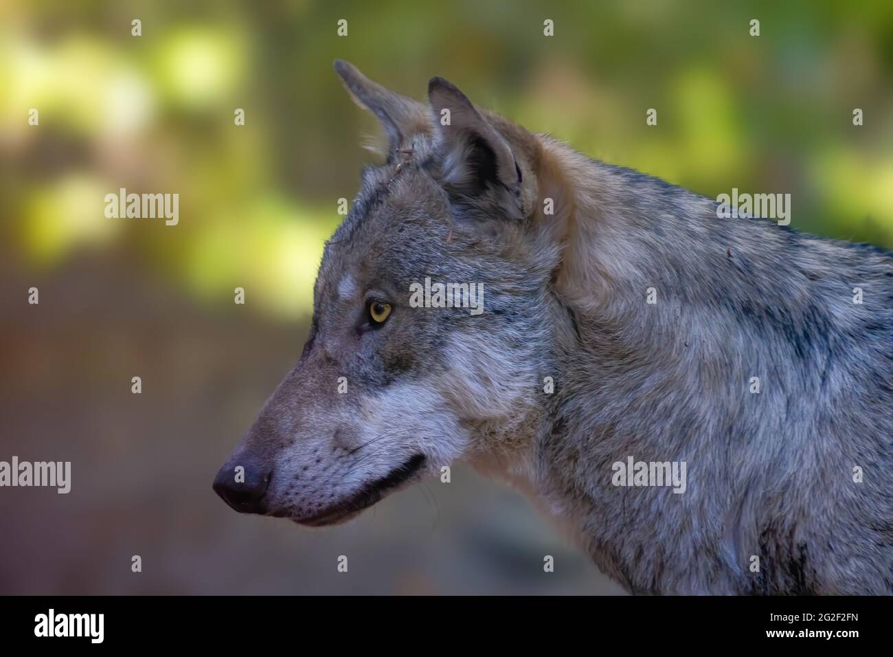 a Wolf in the forest looking for prey Stock Photo - Alamy
