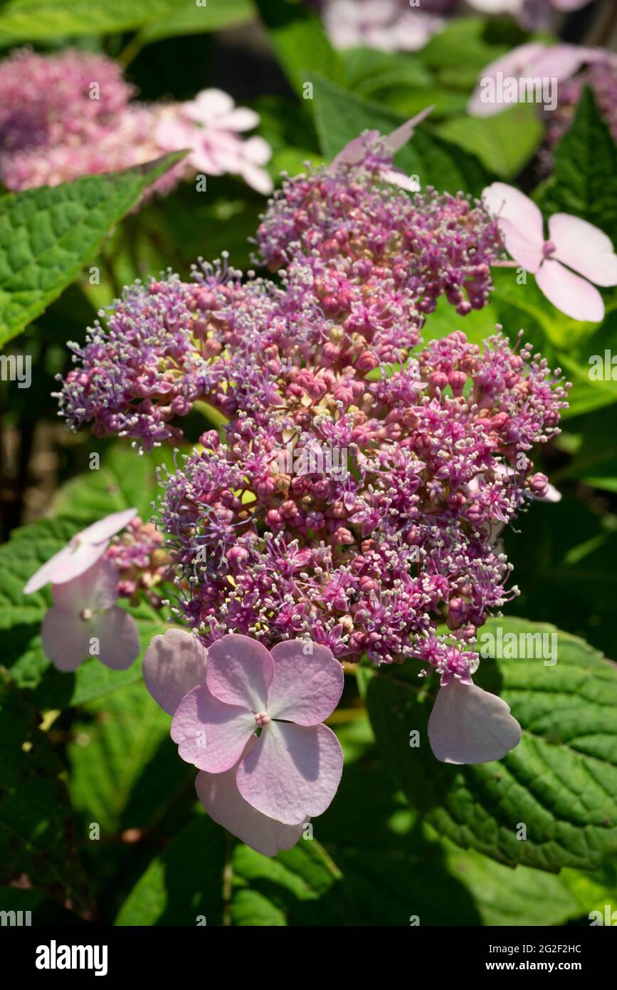 Pink Flowers of Purple Lacecap, Hydrangea Macrophylla Stock Photo - Alamy