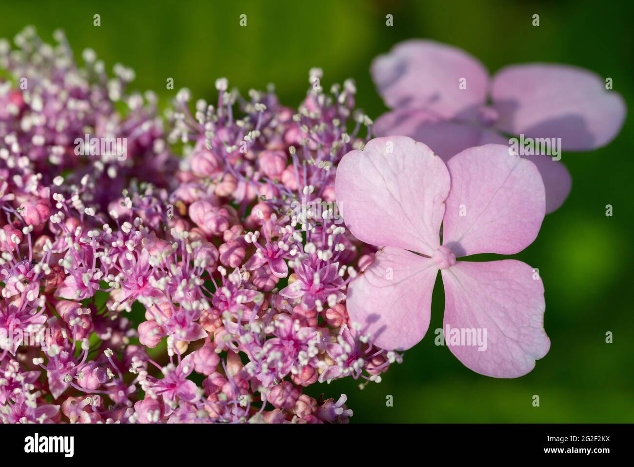Pink Flowers of Purple Lacecap, Hydrangea Macrophylla Stock Photo - Alamy