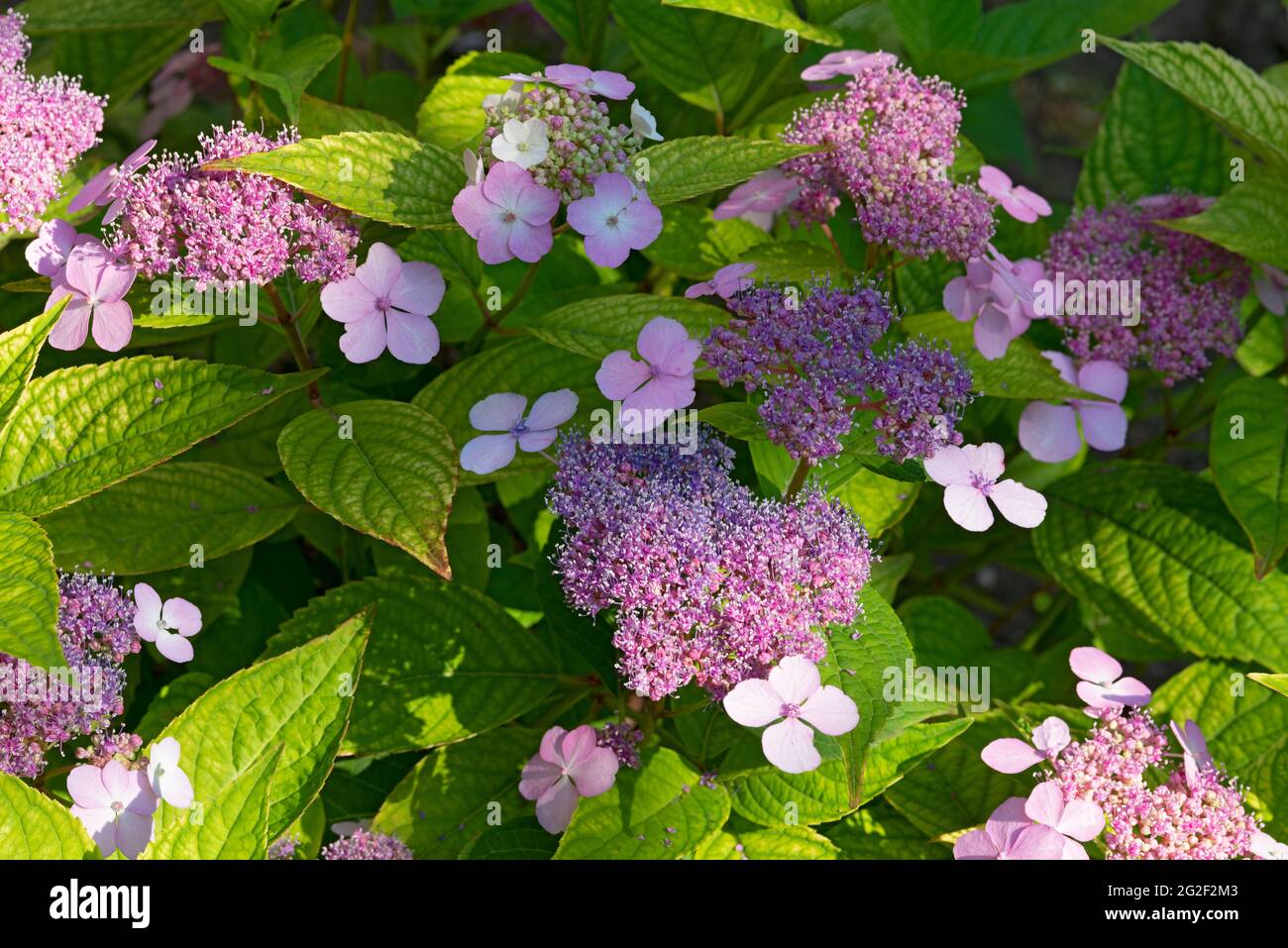 Pink Flowers of Purple Lacecap, Hydrangea Macrophylla Stock Photo - Alamy