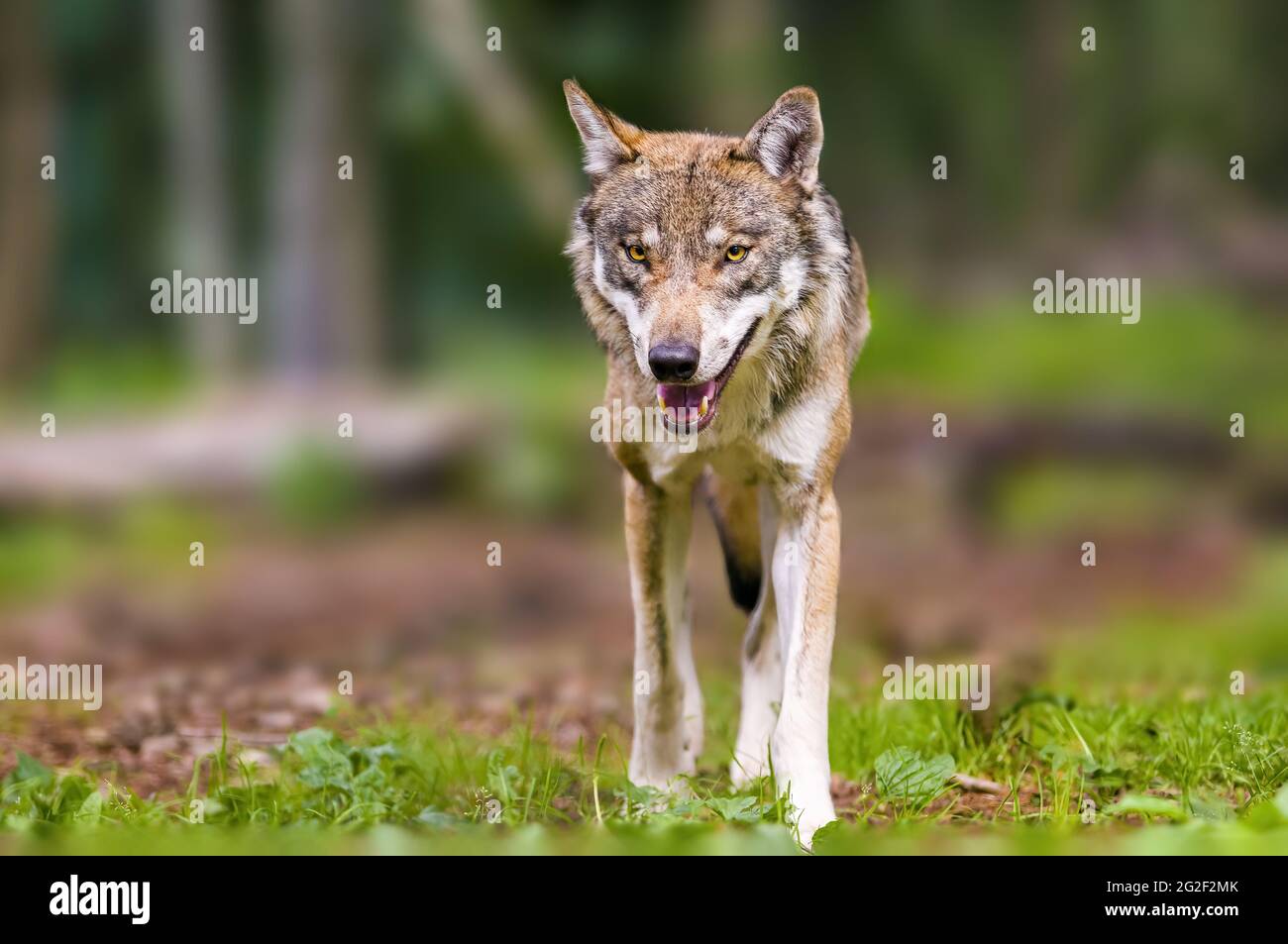 Wolf attack prey hi-res stock photography and images - Alamy