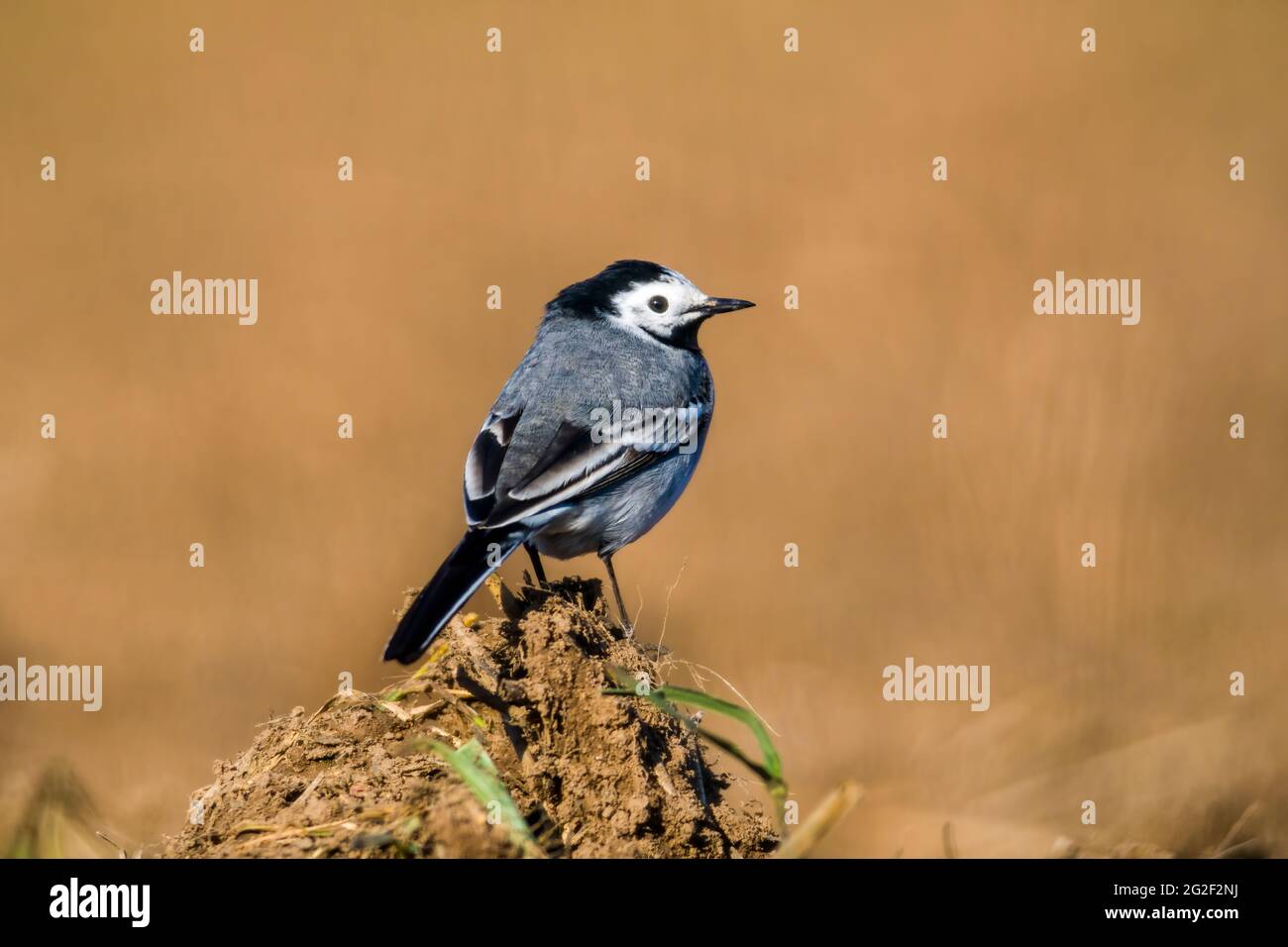a White wagtail sits on a branch and looks for food Stock Photo - Alamy