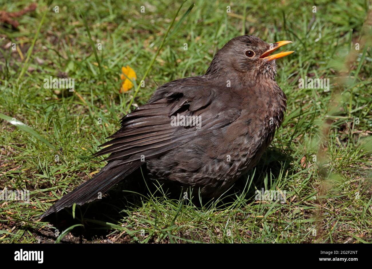 Blackbird Fledgling (turdus merula Stock Photo - Alamy