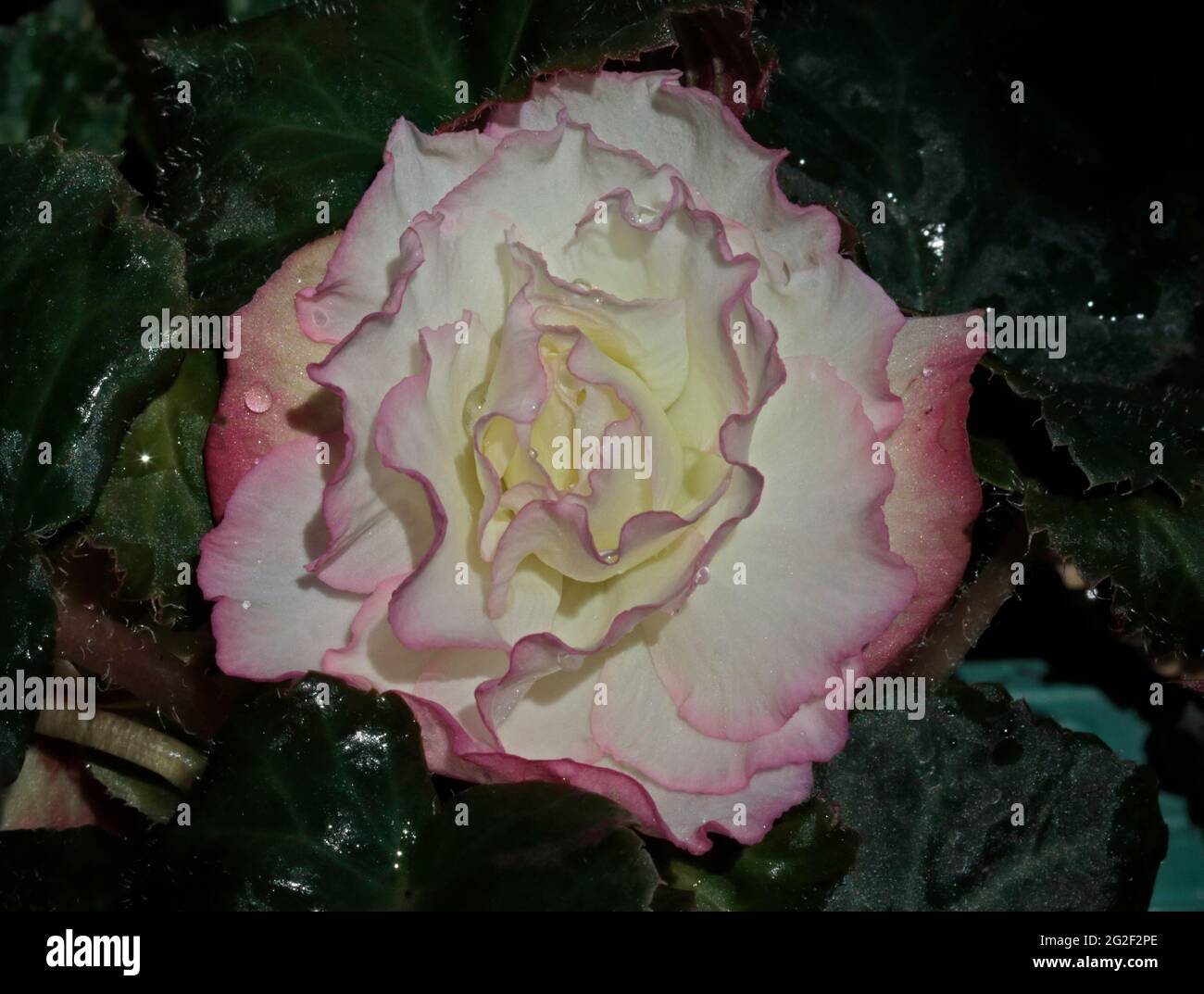 Begonia Non-Stop Rose Petticoat Stock Photo - Alamy