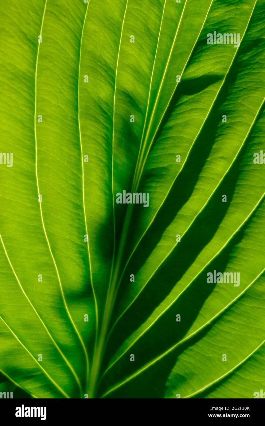 Translucent plant leaf hi-res stock photography and images - Alamy