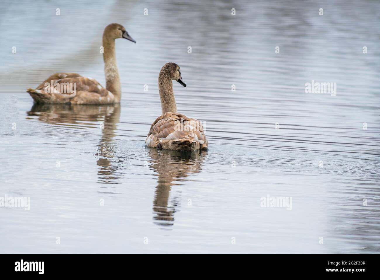 a beautiful young brown swan swims on a pond Stock Photo - Alamy