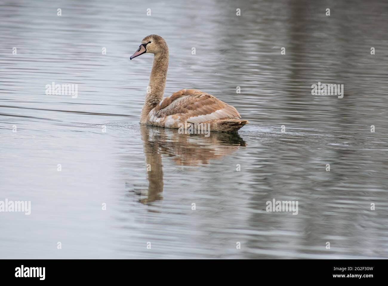 a beautiful young brown swan swims on a pond Stock Photo - Alamy