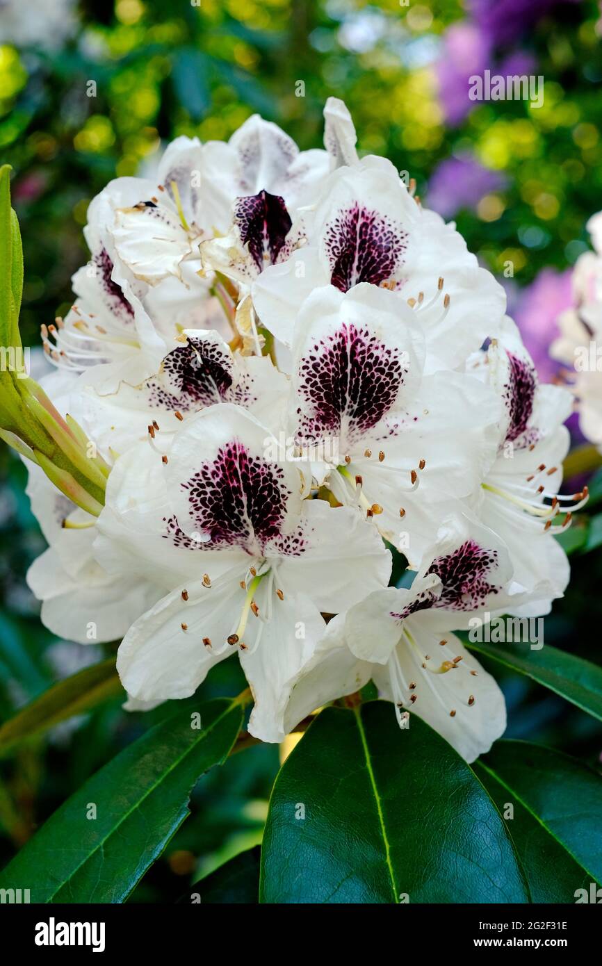 flowering white rhododendron sappho flowers in english garden, norfolk ...