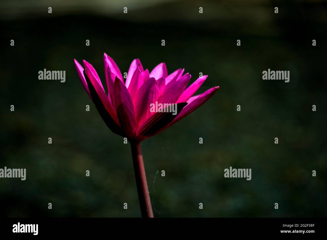 Shaluk flower hi-res stock photography and images - Alamy
