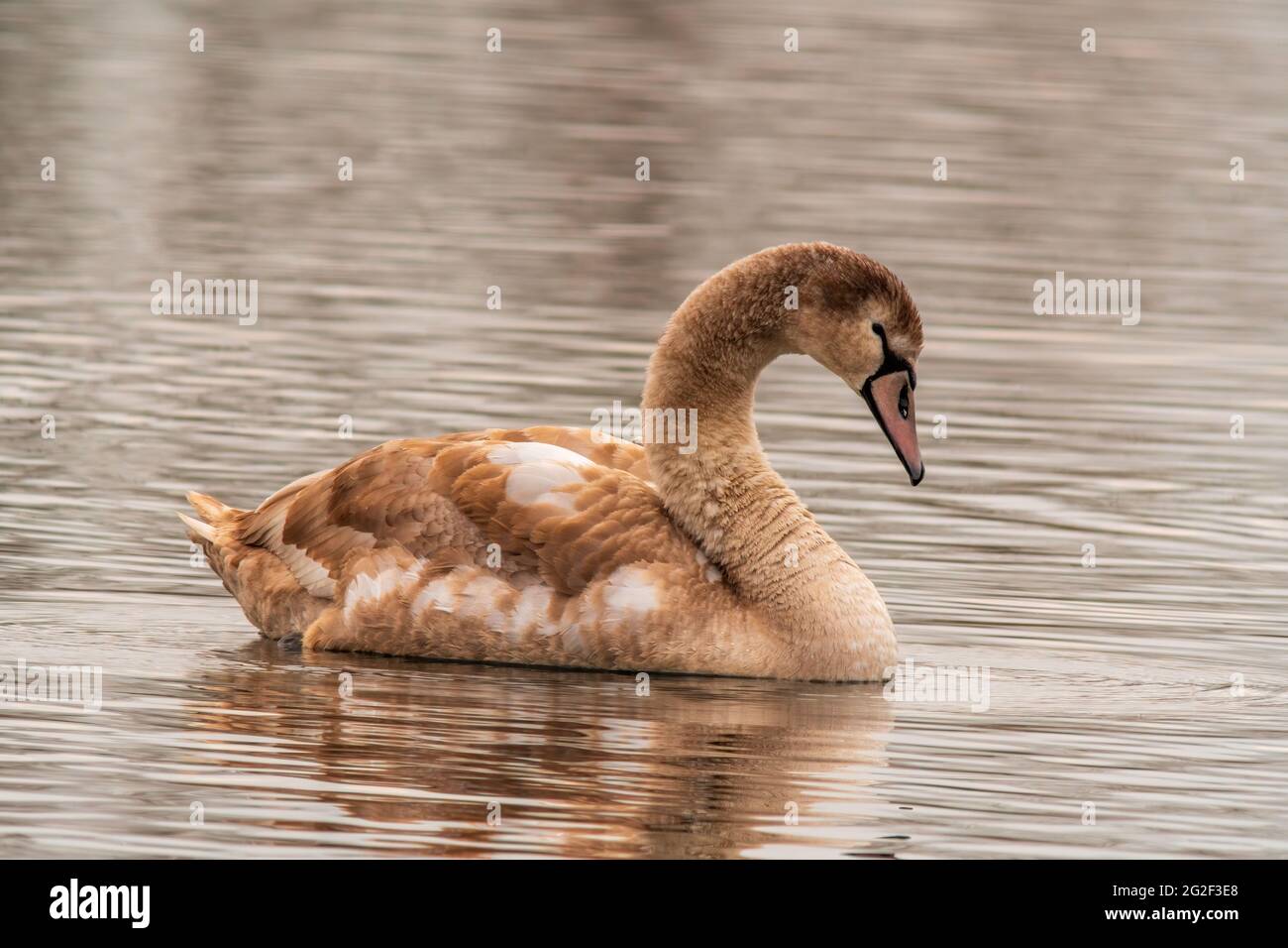 a beautiful young brown swan swims on a pond Stock Photo - Alamy