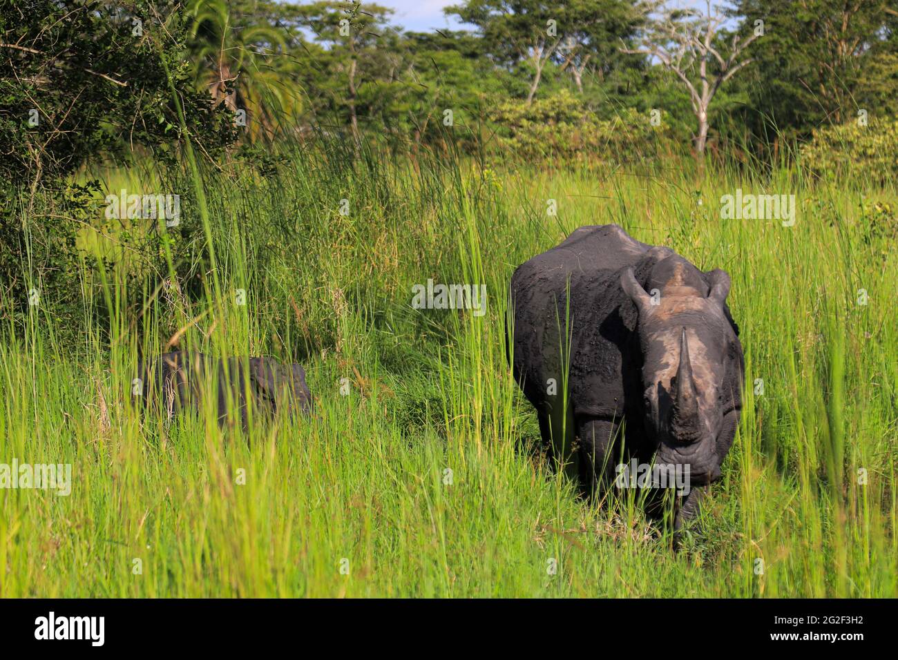Rhino calf run hi-res stock photography and images - Alamy