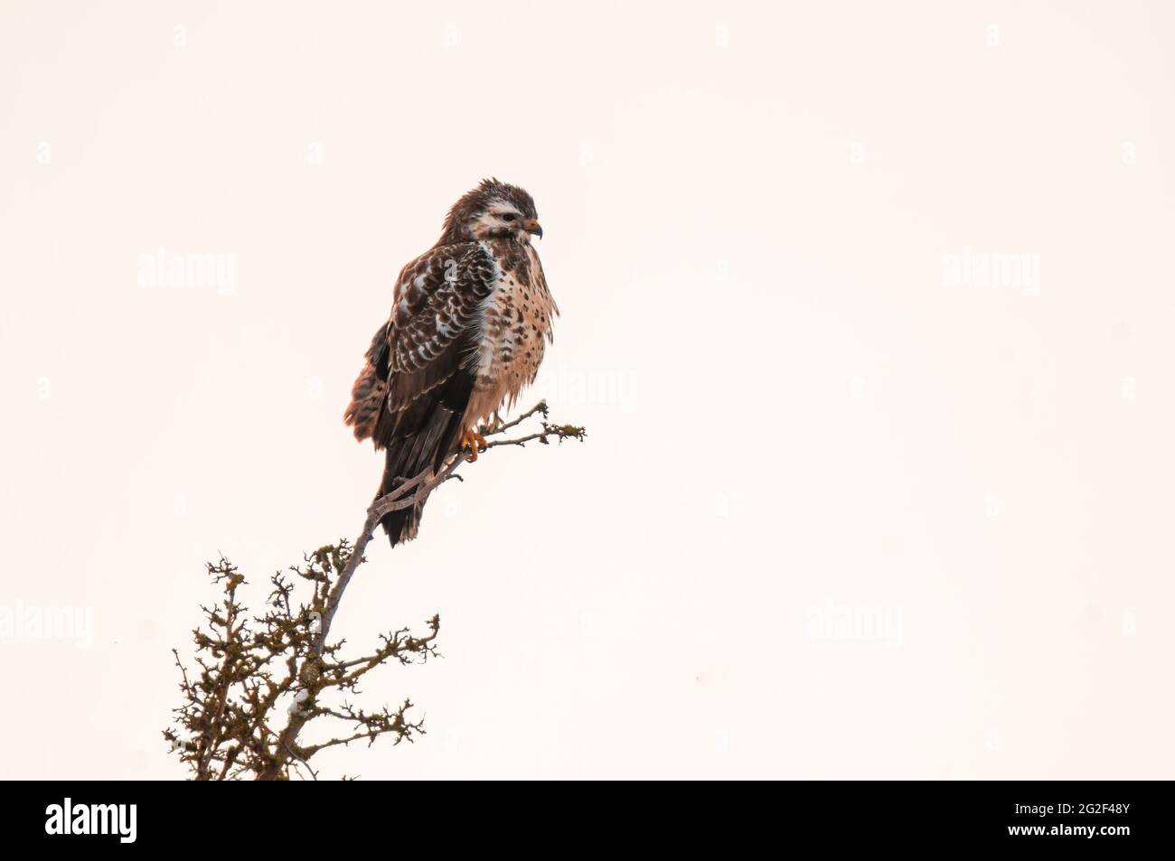 a buzzard observes nature and keeps an eye out for food Stock Photo - Alamy