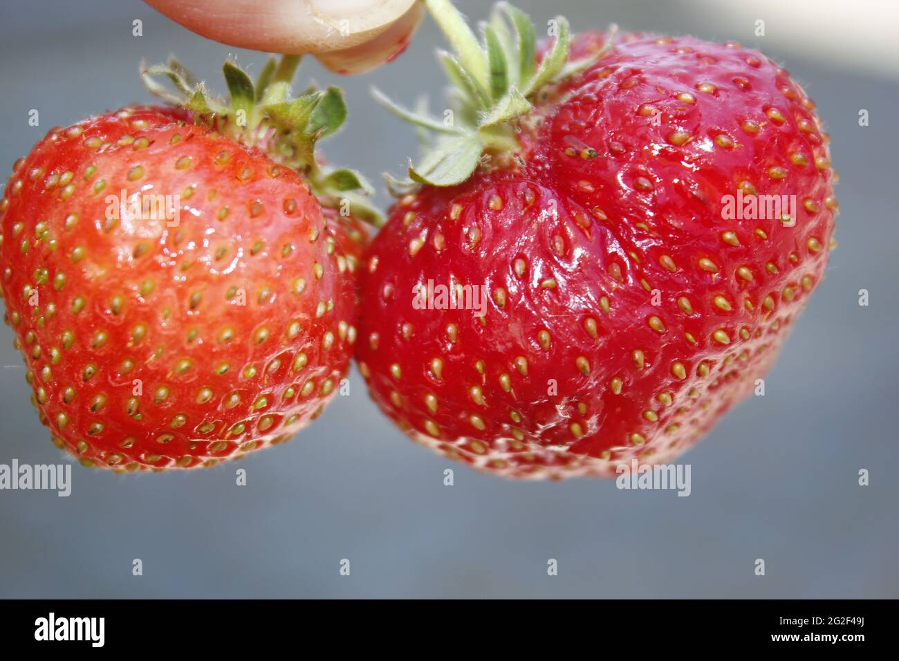 Delicious round red Strawberry fruit - image Stock Photo - Alamy