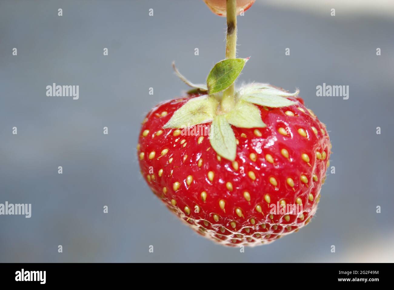 Delicious round red Strawberry fruit - image Stock Photo - Alamy