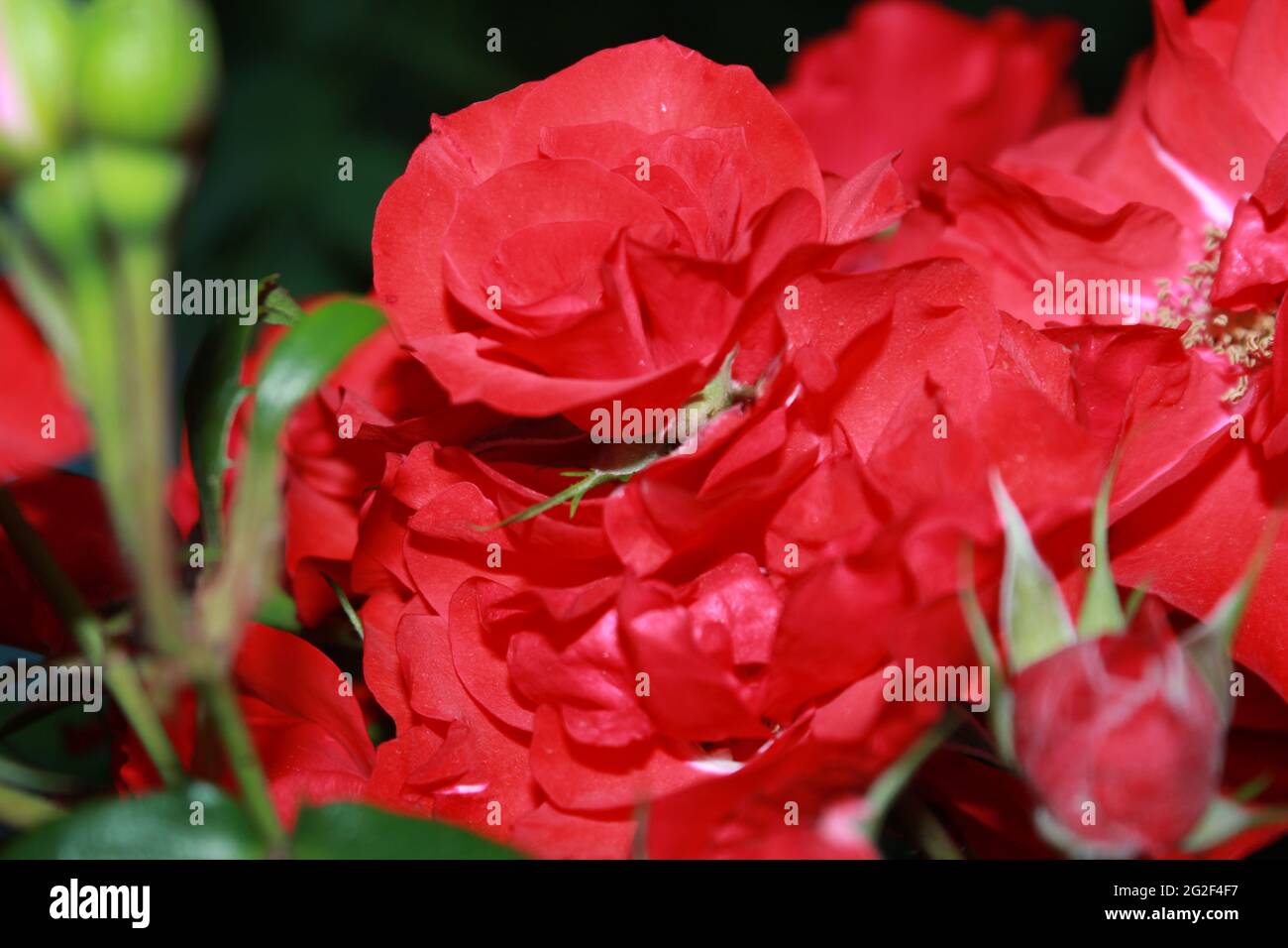 Lots of beautiful roses blooming in the summer garden Stock Photo - Alamy