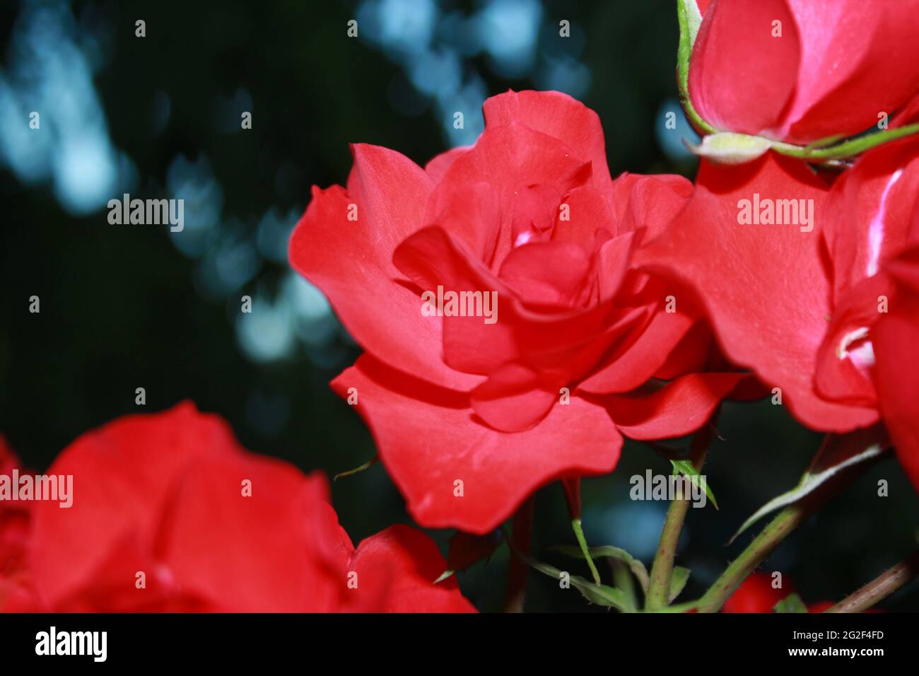 Lots of red roses hi-res stock photography and images - Alamy