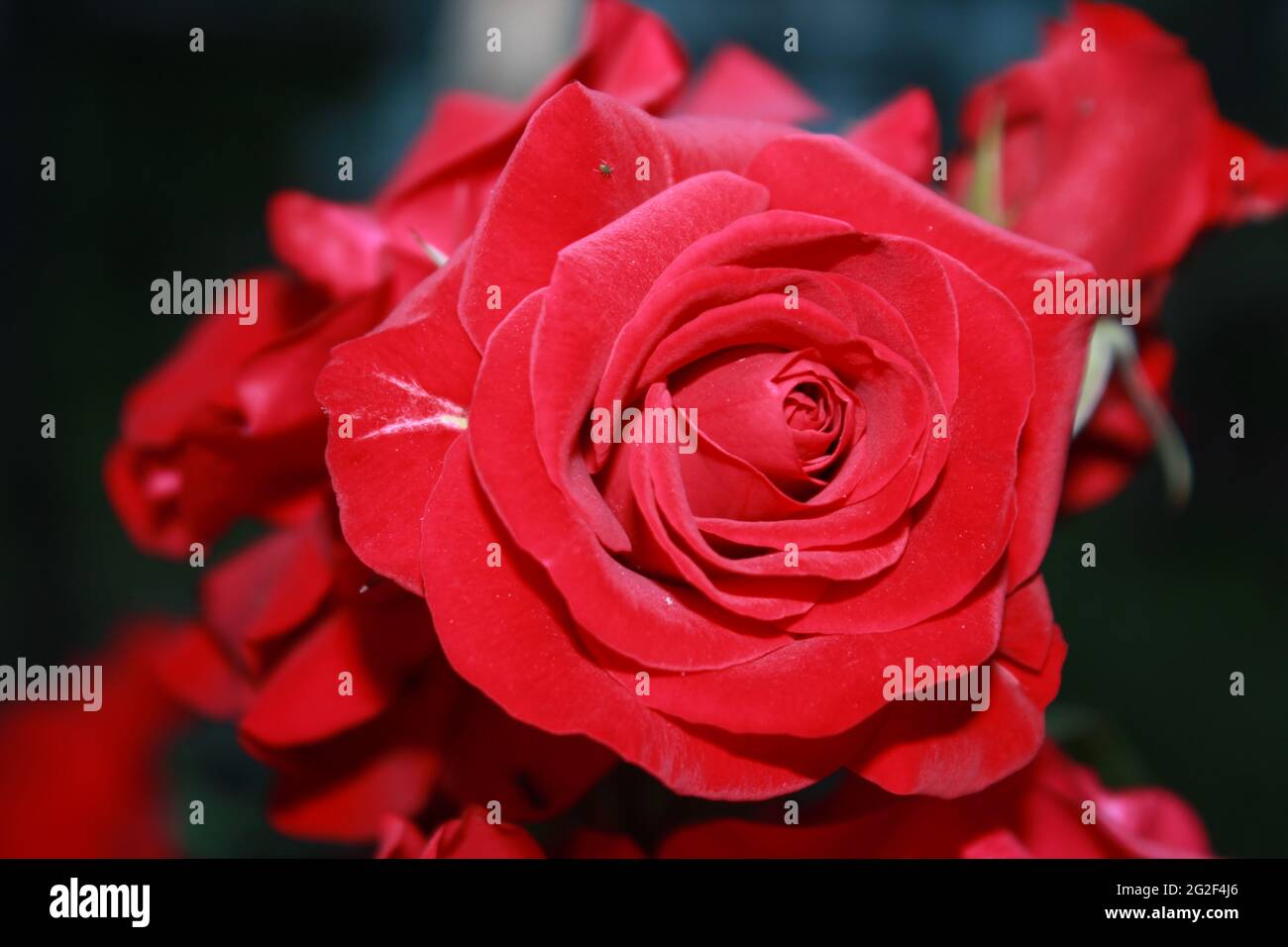 Lots of red roses hi-res stock photography and images - Alamy