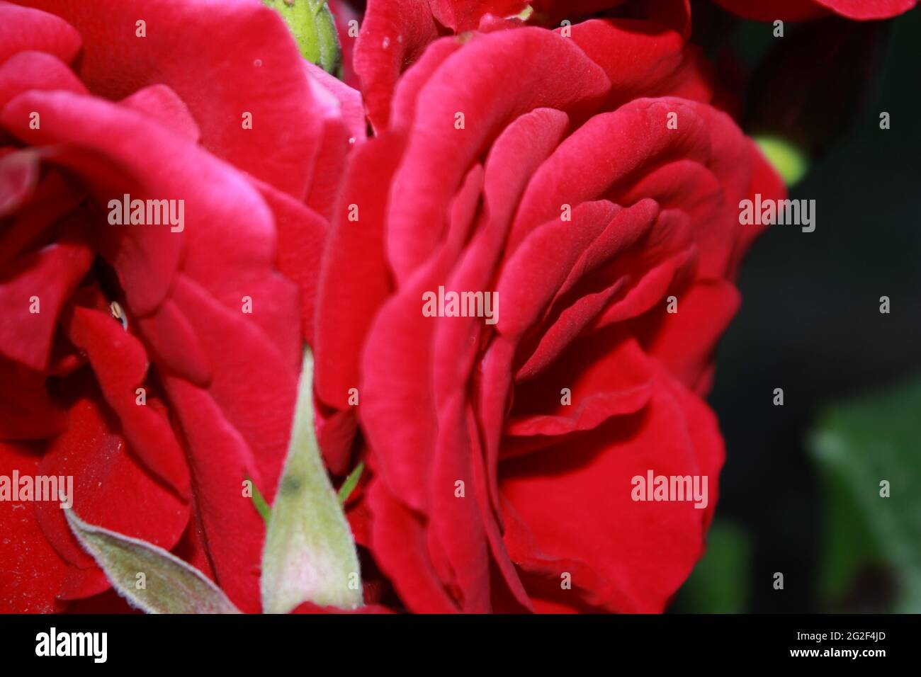 Natural Red rose flower blooming on a background of blurry red roses in ...