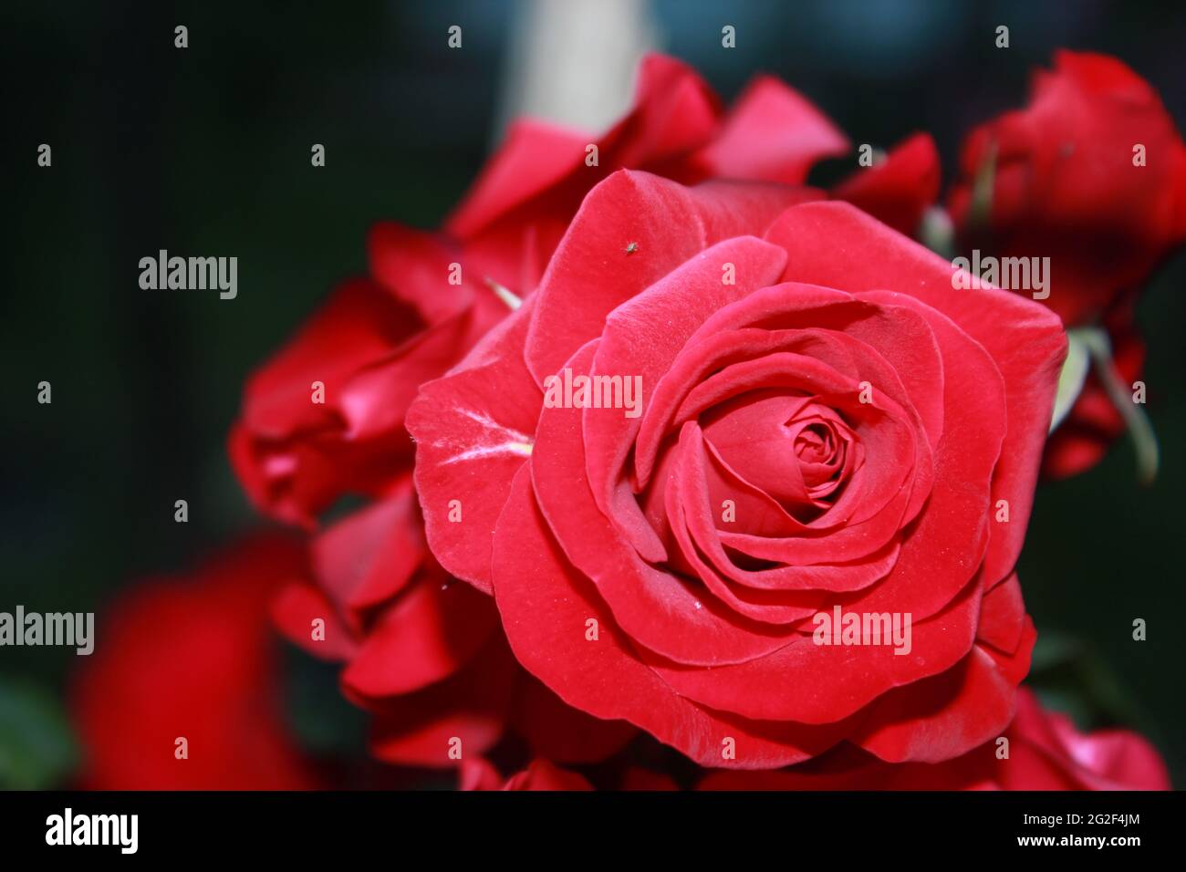 Red roses blooming flower in the summer garden Stock Photo - Alamy