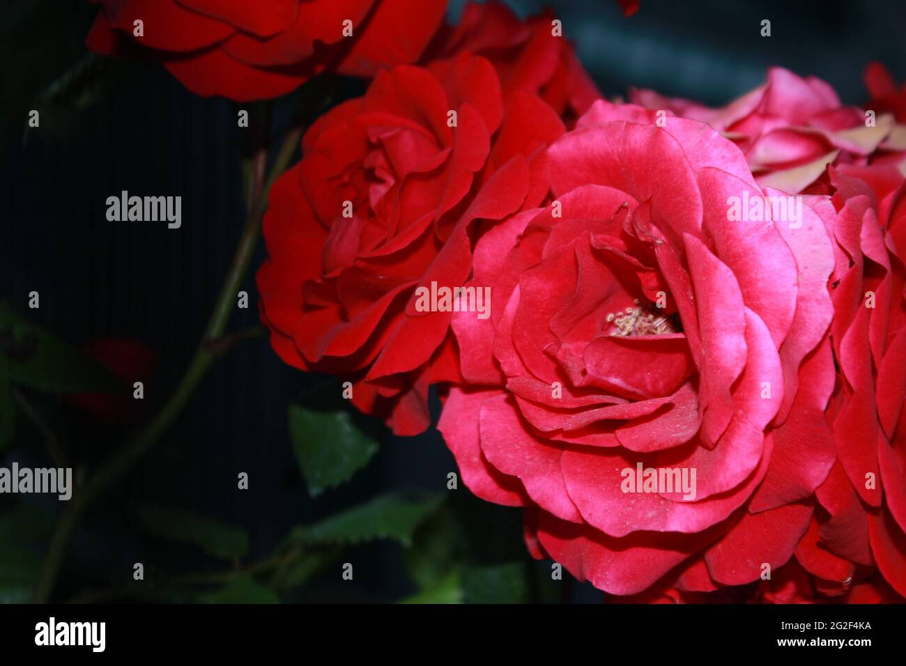 Rose photography hi-res stock photography and images - Alamy
