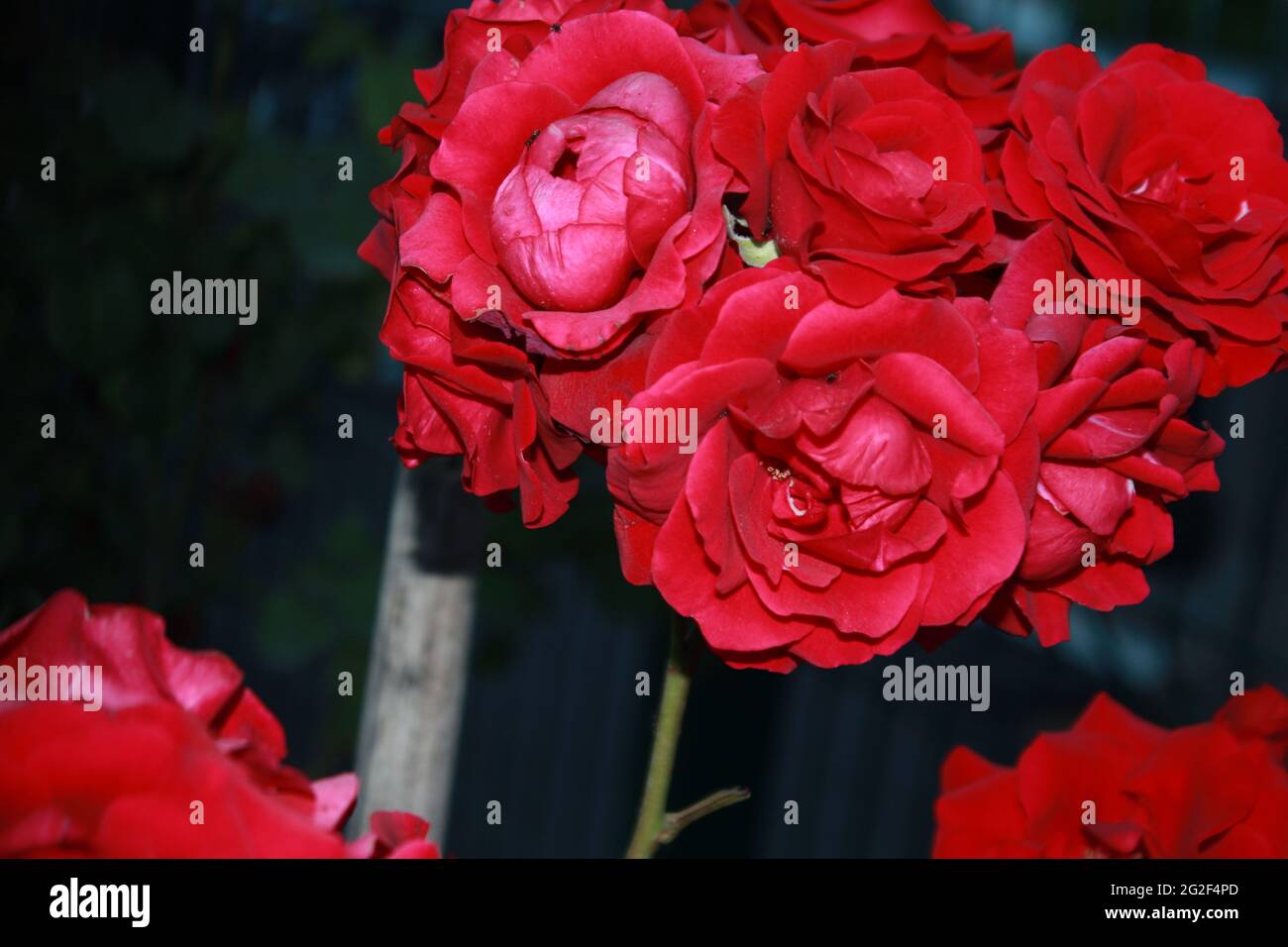 Red flower photography hi-res stock photography and images - Alamy