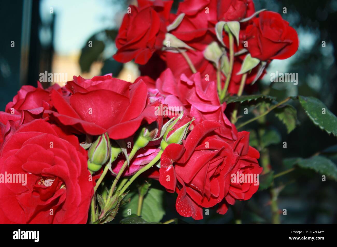 Natural Red rose flower blooming on a background of blurry red roses in ...