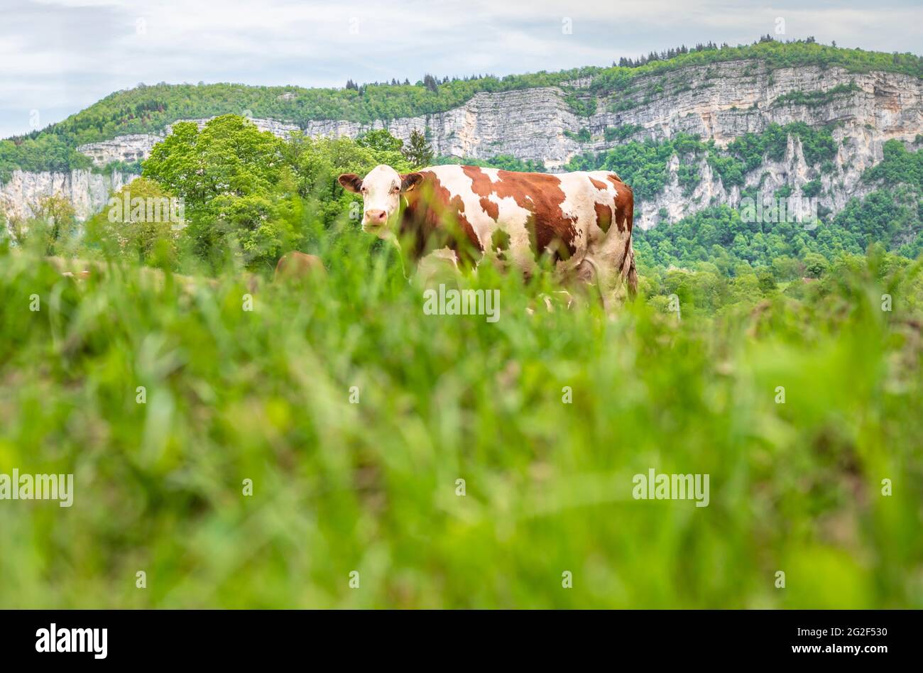 French cattle breed hi-res stock photography and images - Alamy