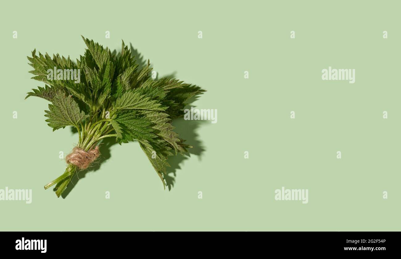 Fresh young stinging nettles collected in spring on a pastel green ...