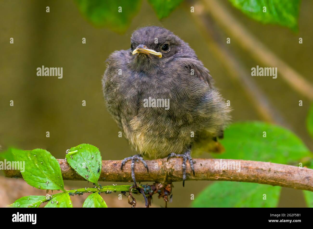 a red start sits on a branch and looks for food Stock Photo - Alamy