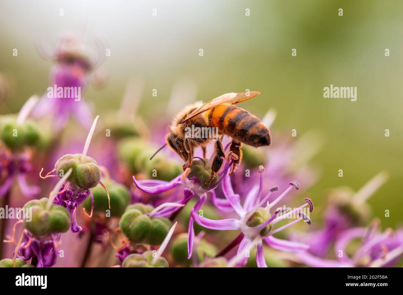 a bee collecting pollen from a seasonal plant Stock Photo - Alamy