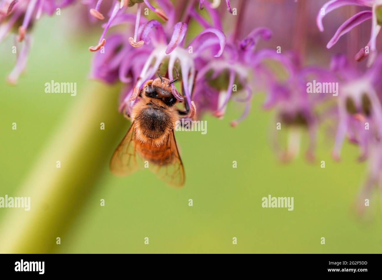 a bee collecting pollen from a seasonal plant Stock Photo - Alamy