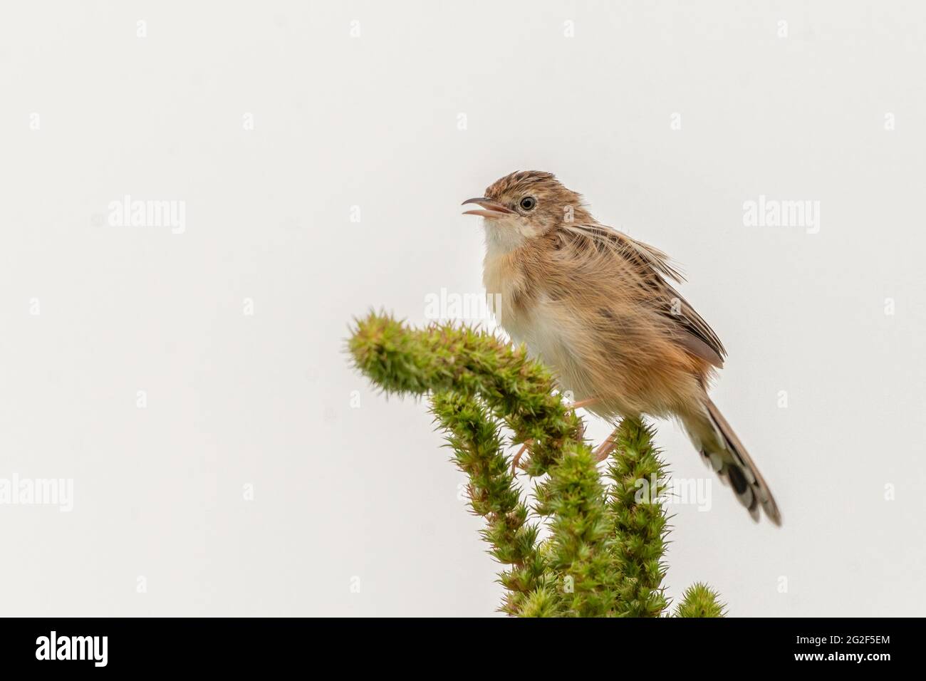 Streaked Scrub High Resolution Stock Photography and Images - Alamy