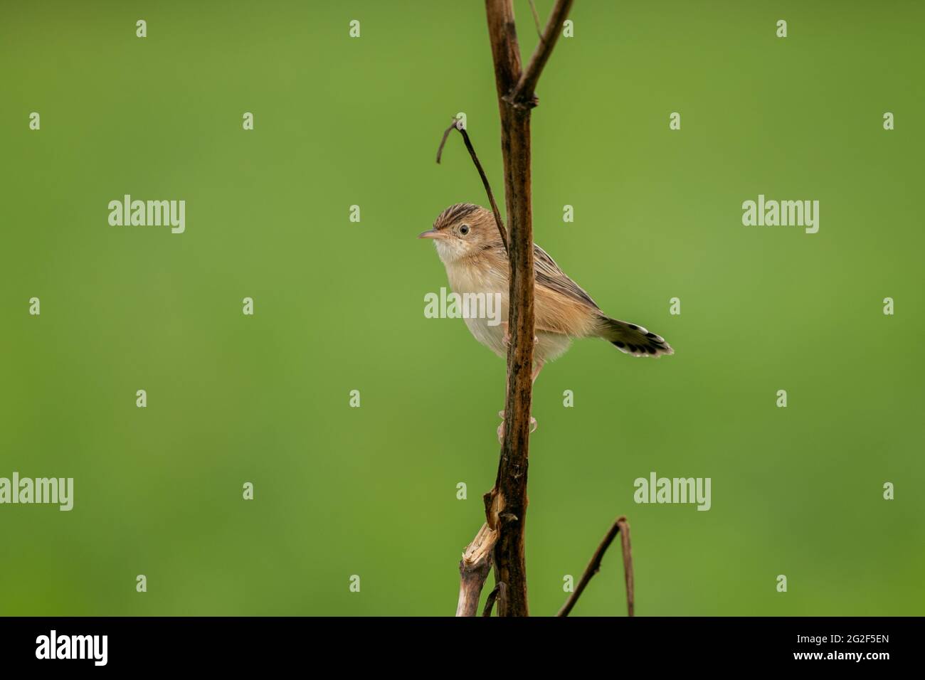 Zitting cisticola (Cisticola juncidis) small bird on dried plant stem ...