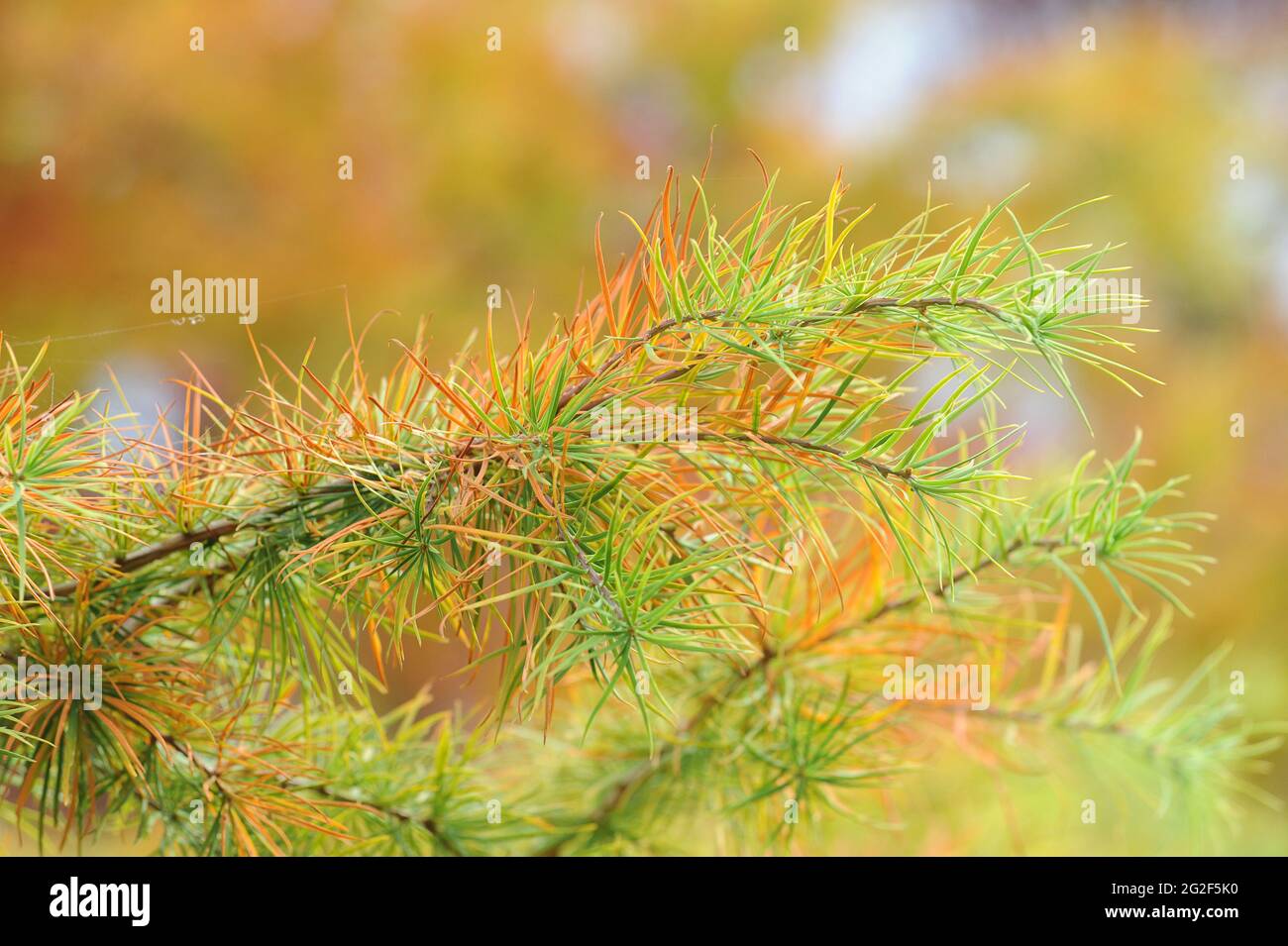 Pseudolarix amabilis is commonly known as Golden Larch in Autumn Uk ...