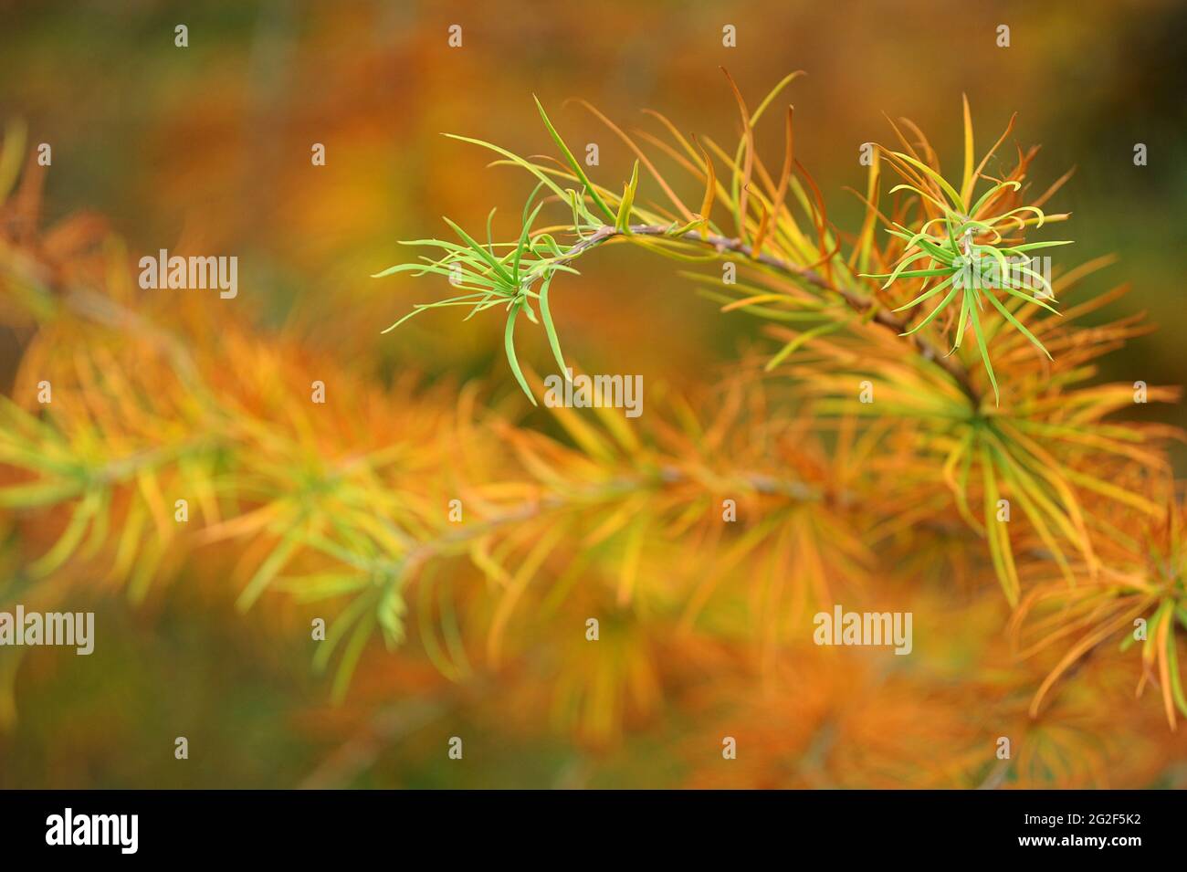 Golden larch hi-res stock photography and images - Alamy