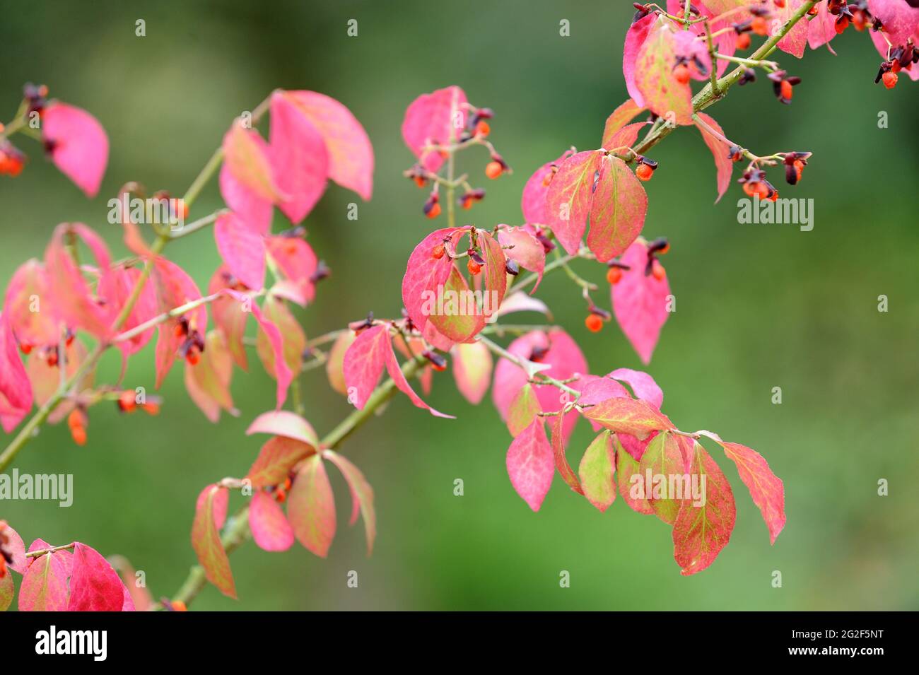 Euonymus alatus, known variously as Winged Spindle, Winged Euonymus or ...