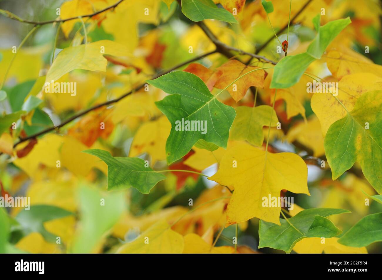 Liriodendron tulipifera known tulip hi-res stock photography and images ...