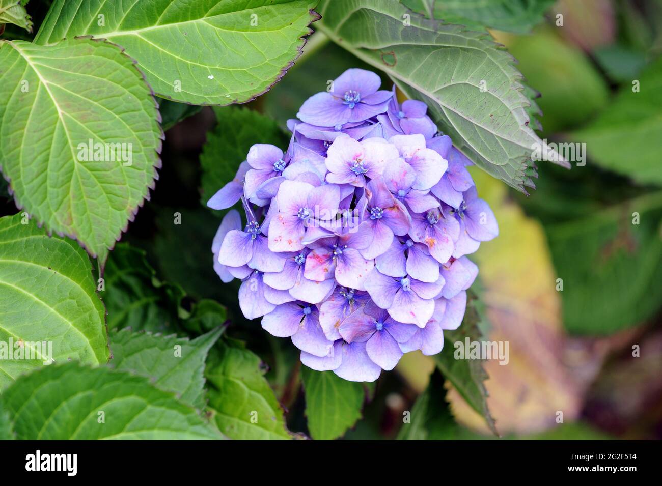 hydrangea macrophylla altona Britain Uk Stock Photo - Alamy