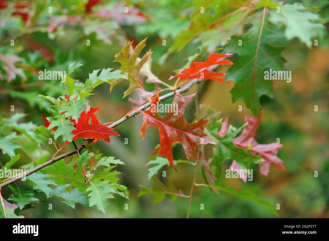 Shingle oak hi-res stock photography and images - Alamy