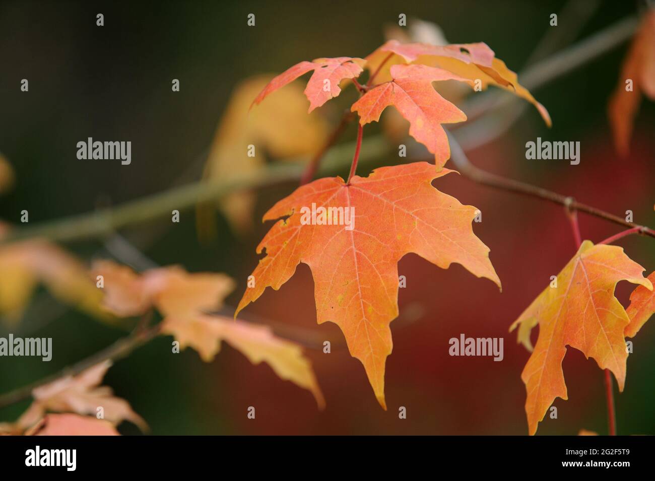 Acer saccharum (Sugar Maple) leucoderme Stock Photo - Alamy